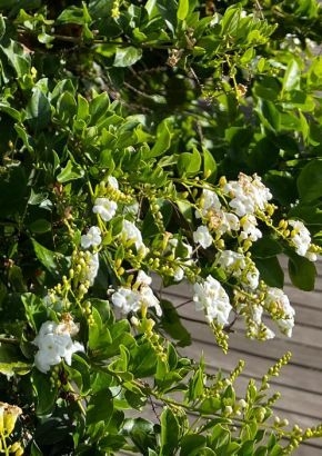 Skyflower-White (Duranta repens alba) - 10 Samen, 3,95