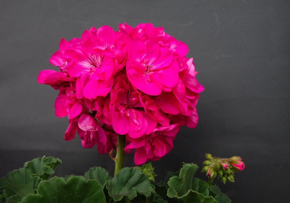 Geranie Maverick steh.pink p.Korn, 0,40
